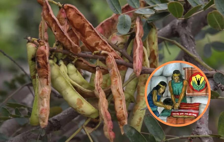 Conocimiento ancestral de los incas: Esta es la planta que utilizaban ...