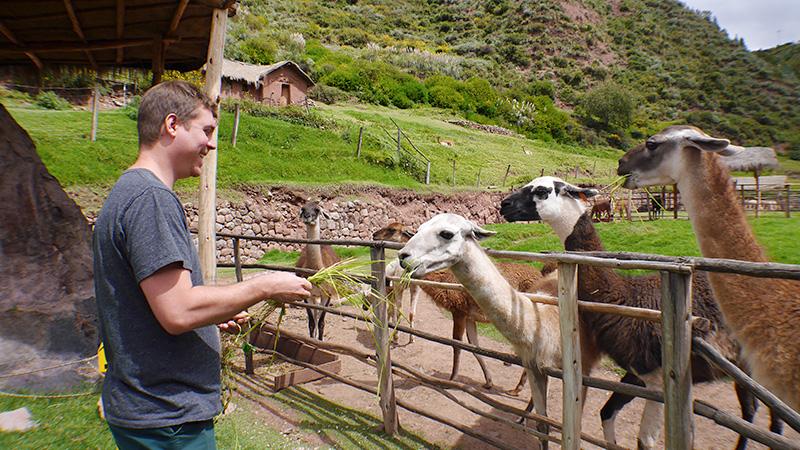 Info Awanakancha |Cusco - Perú